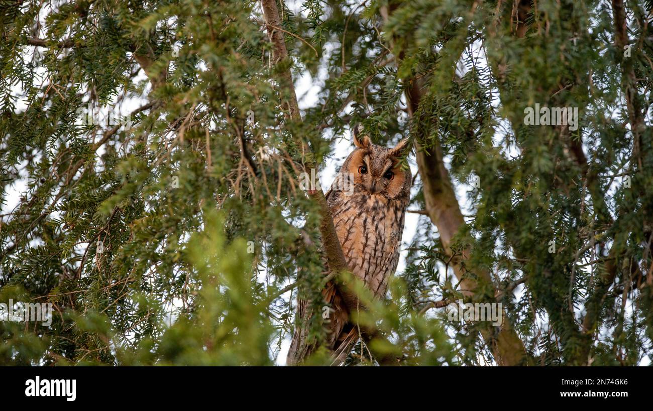 Long eared owl asio otus in a conifer hi-res stock photography and ...