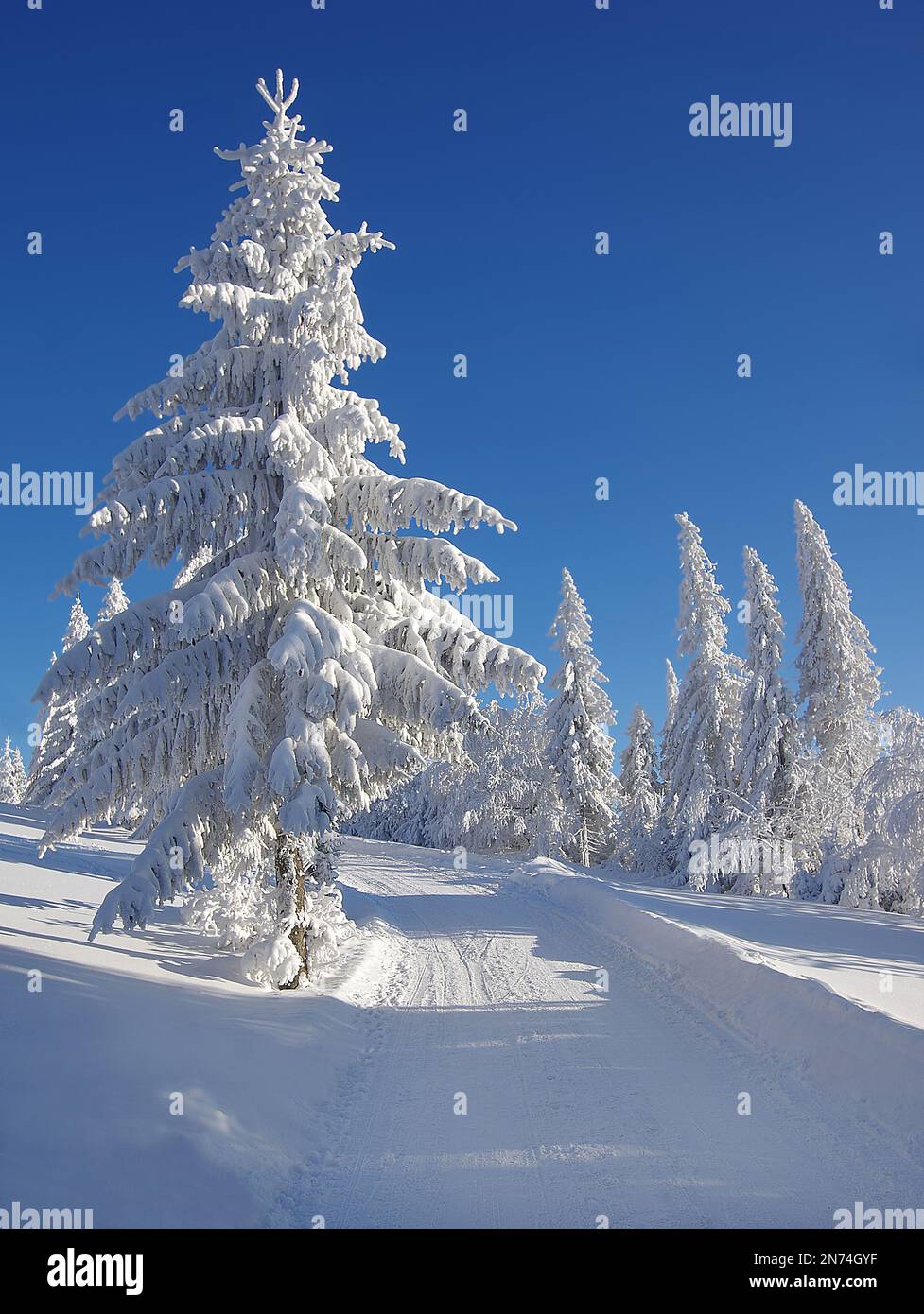 Winter forest landscape. Alley trees, winter trees Stock Photo - Alamy