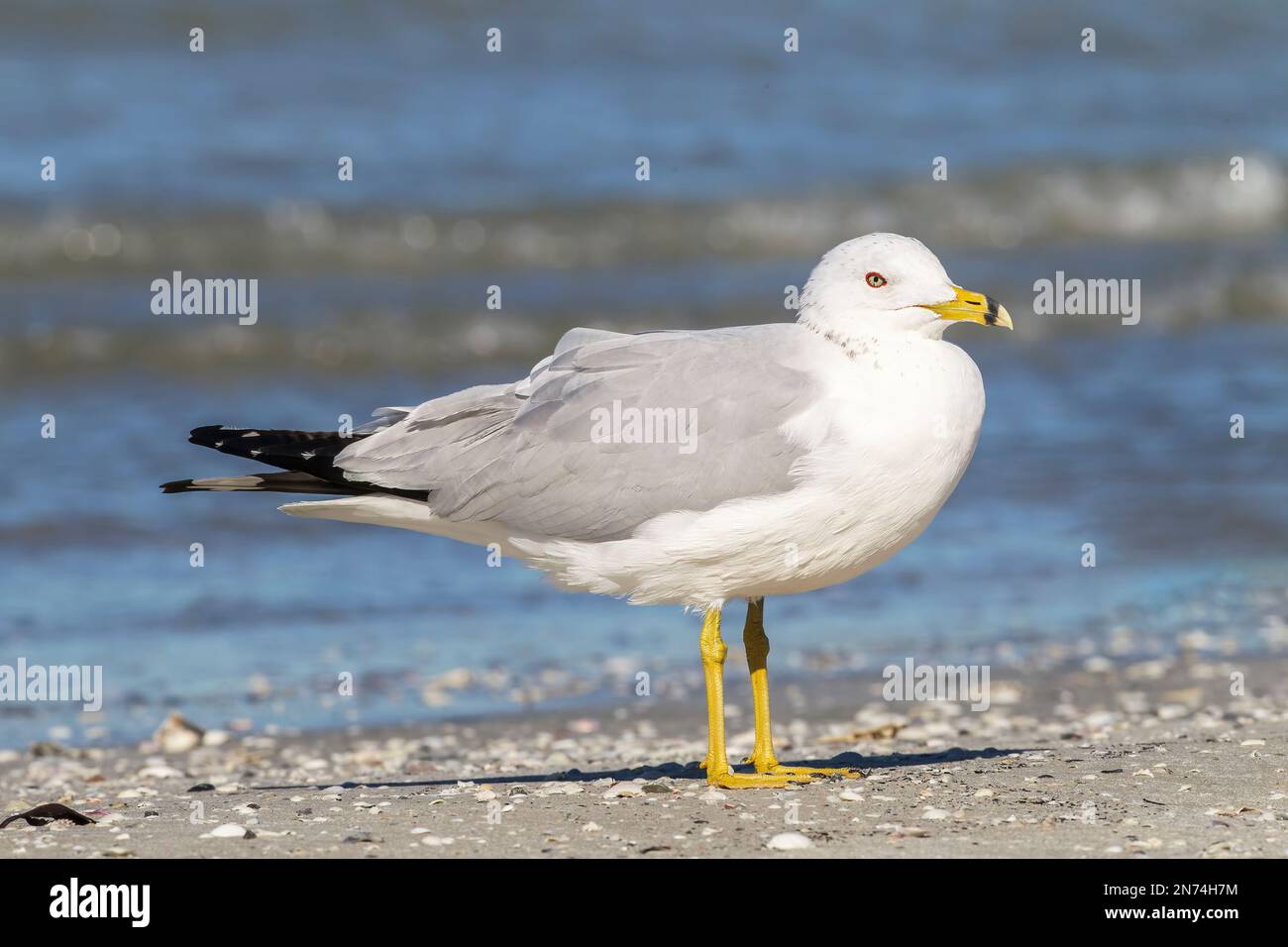 Florida beach ring billed gull hi-res stock photography and images - Alamy