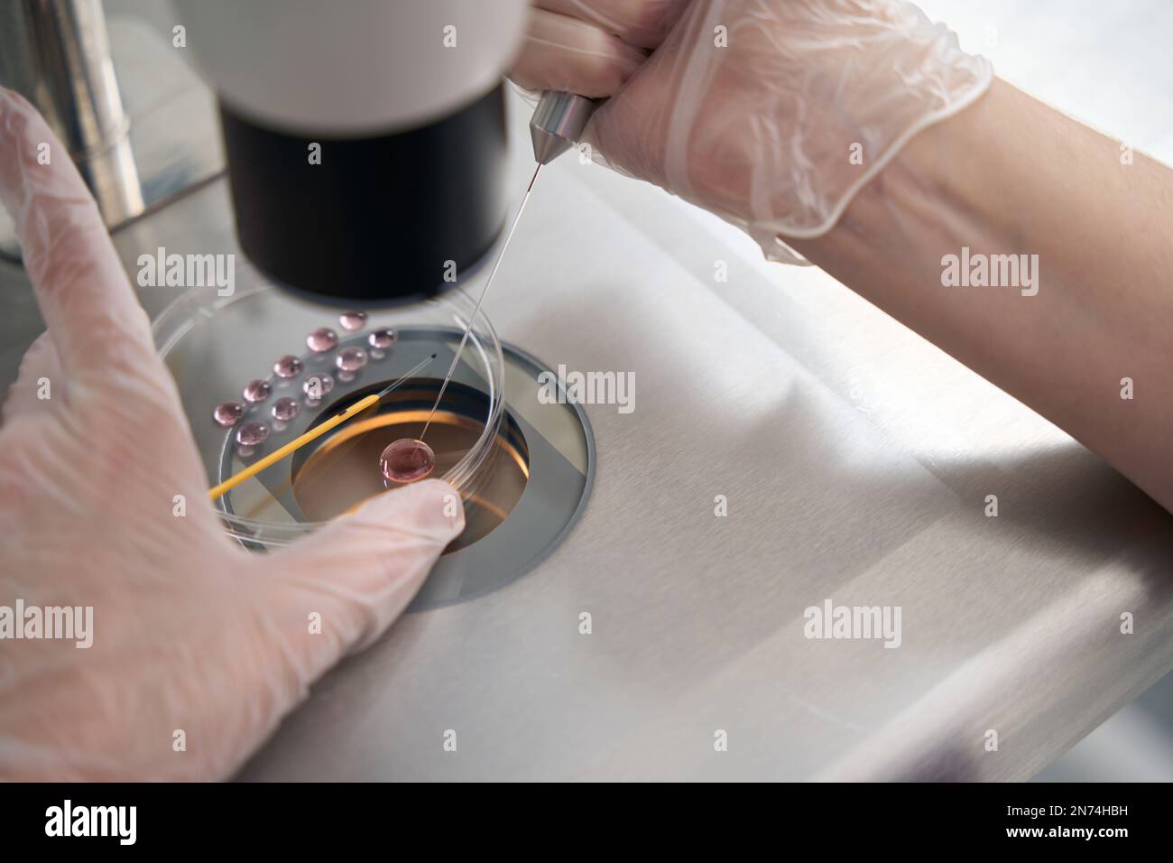 Laboratory assistant places the embryos in special straw for ...