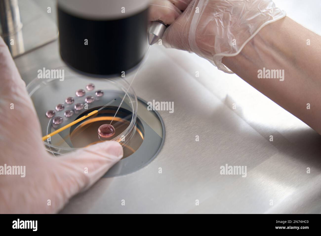 Embryologist works with biomaterial in a specialized laboratory Stock ...
