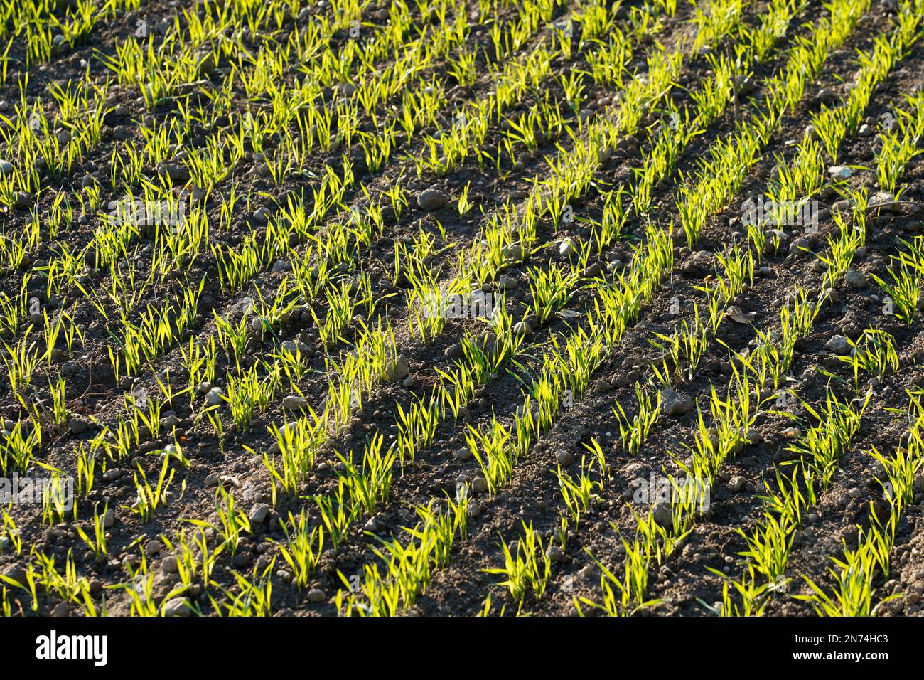 Agriculture, field, grain planting, seed, sprouts in rows Stock Photo ...