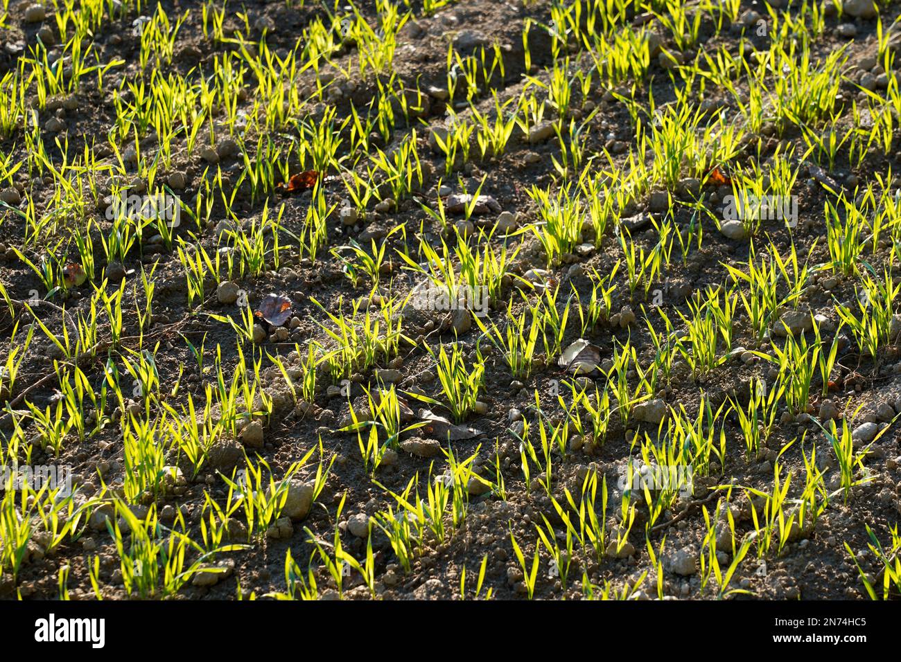 Agriculture, field, grain planting, seed, sprouts in rows Stock Photo ...