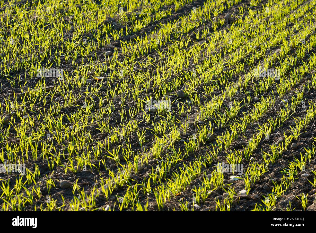 Agriculture, field, grain cultivation, seed, sprouts in rows Stock ...