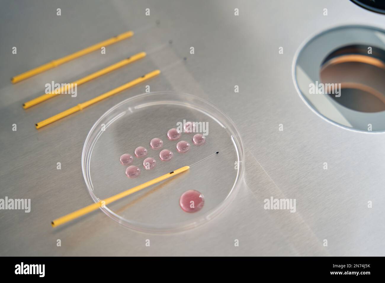Embryonic block hi-res stock photography and images - Alamy