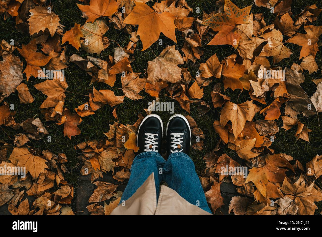 Female feet in sneakers with orange fallen maple leaves. Autumn gold ...