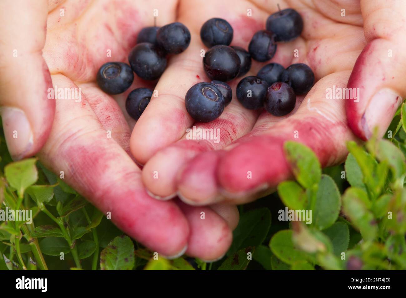 Hands presenting collected blueberries in a Swedish forest Stock Photo ...