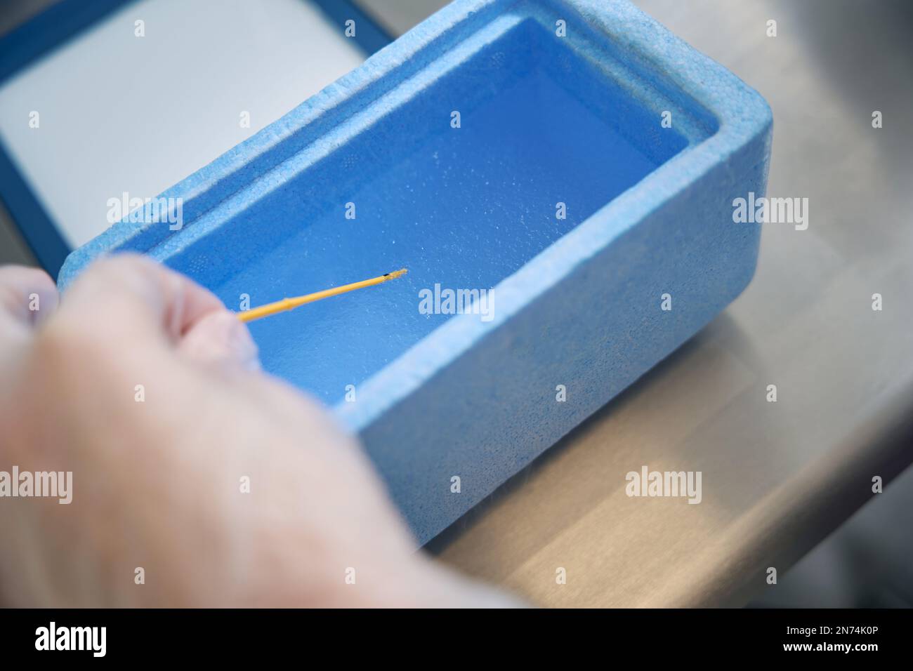 Embryologist specialist places a straw with an embryo in cuvette Stock ...