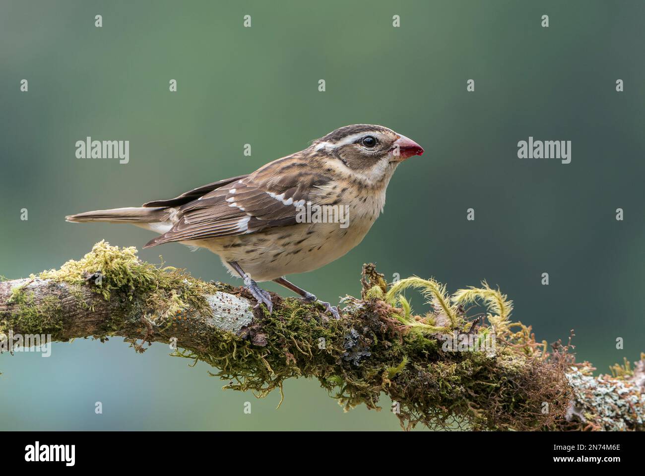 rose-breasted grosbeak, Pheucticus ludovicianus, single female perched ...
