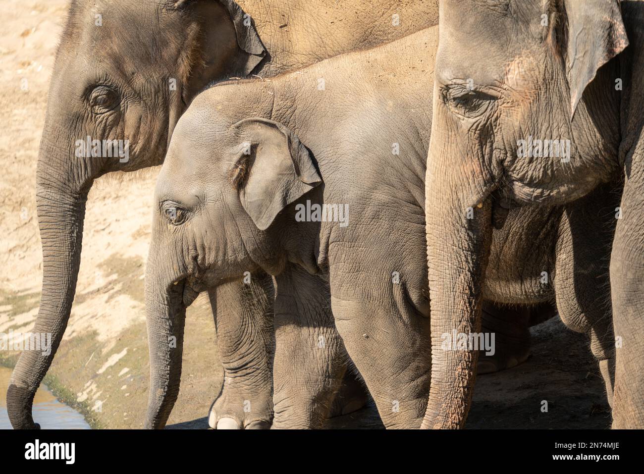 Group indian elephants in hi-res stock photography and images - Alamy
