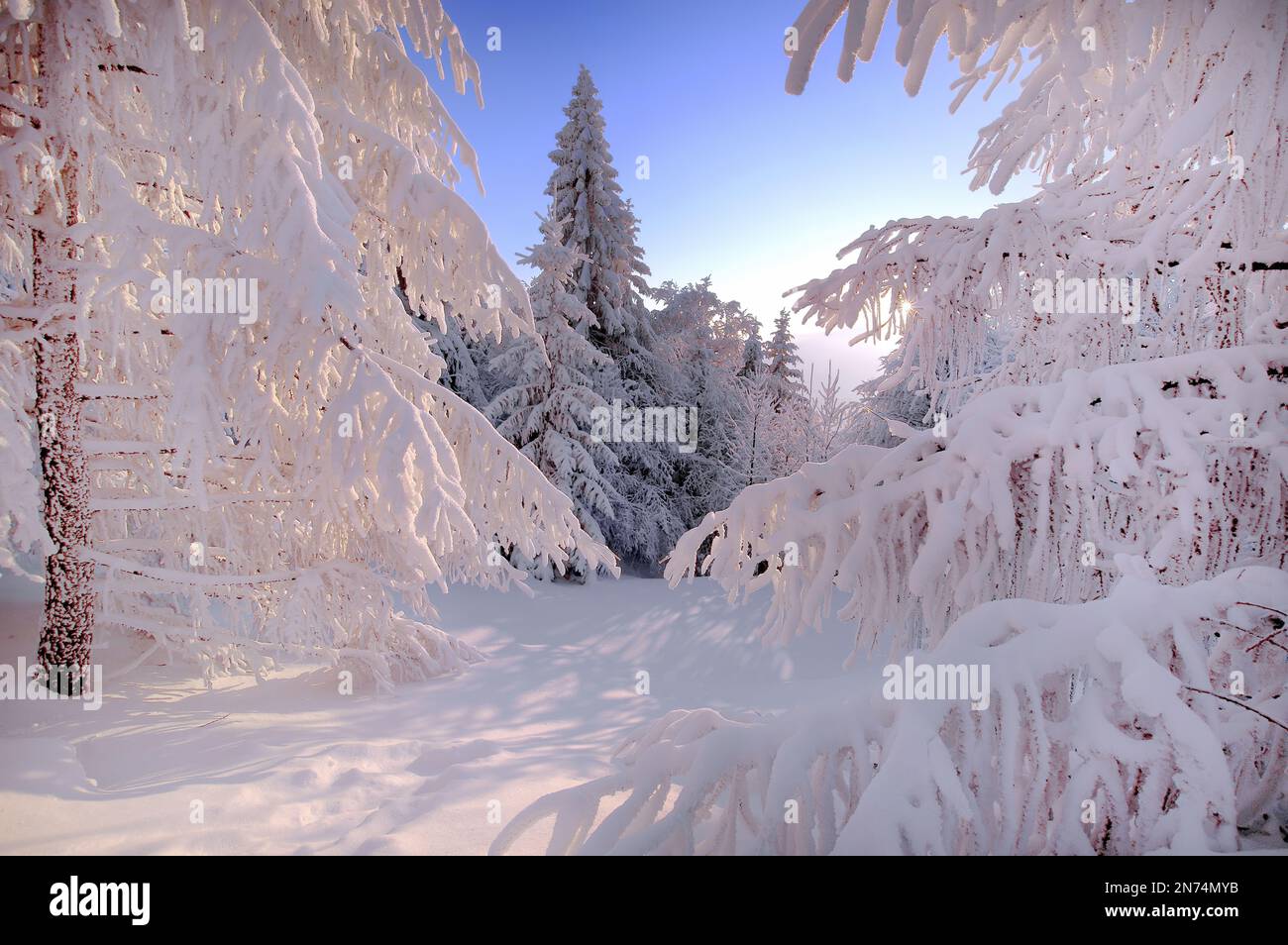 Winter forest landscape. Alley trees, winter trees Stock Photo - Alamy