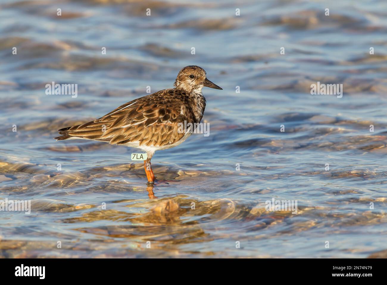 ruddy turnstone, Arenaria interpres, single bird with scientific ...