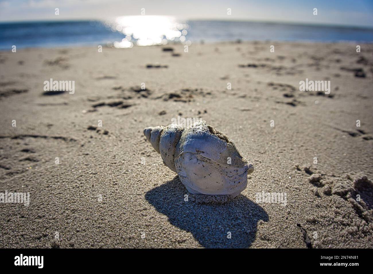 shellfish at the beach in denmark Stock Photo - Alamy