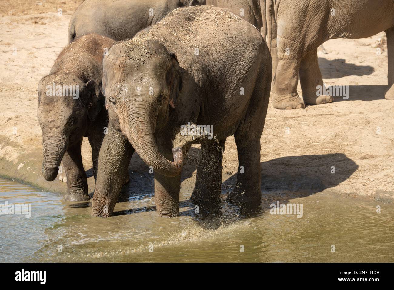 A herd of Indian elephants drinking water in the park with trees on a ...