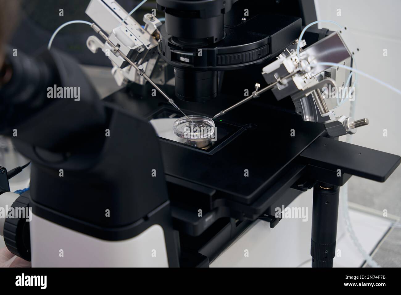 Procedure of egg fertilization under a microscope with a ...