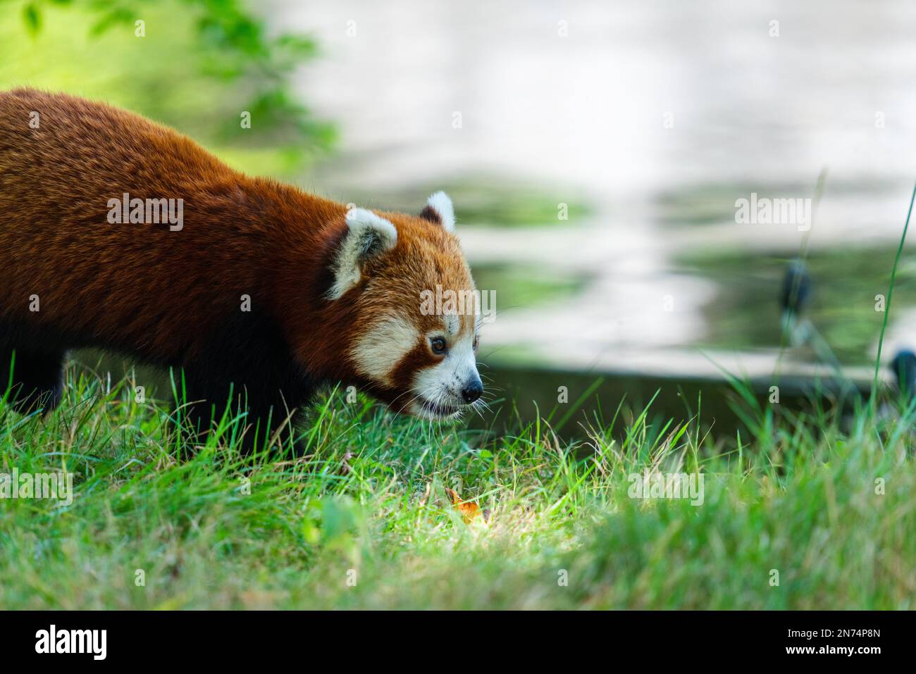 A Red panda walking on grass in the park with sunlight with blur ...