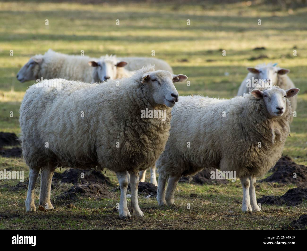 sheeps on a field in germany Stock Photo - Alamy