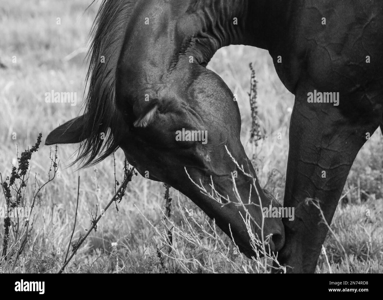 Old horse with one eye missing Stock Photo - Alamy