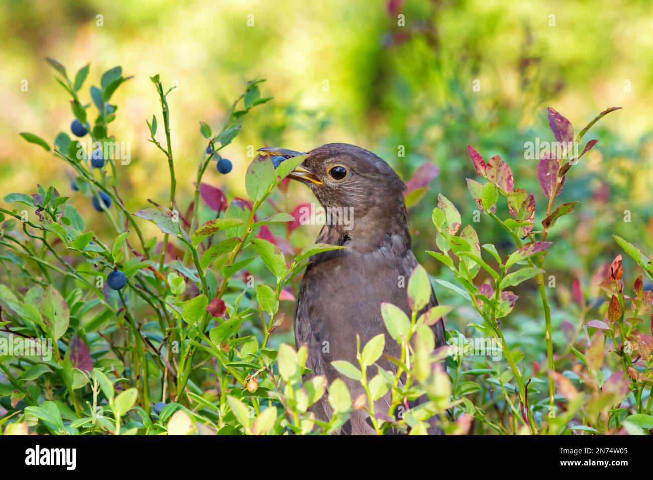 Bird in Swedish forest holding a blueberry in its beak Stock Photo - Alamy