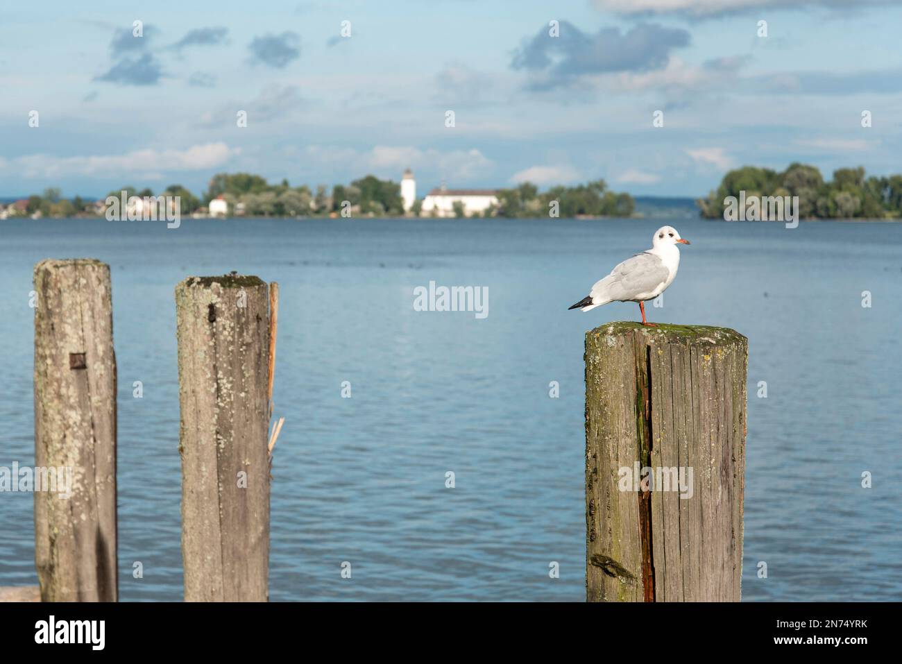 A Seagull sitting on a Bollard of Pier Herrenchiemsee, View on Fraueninsel Island, Lake Chiemsee ...