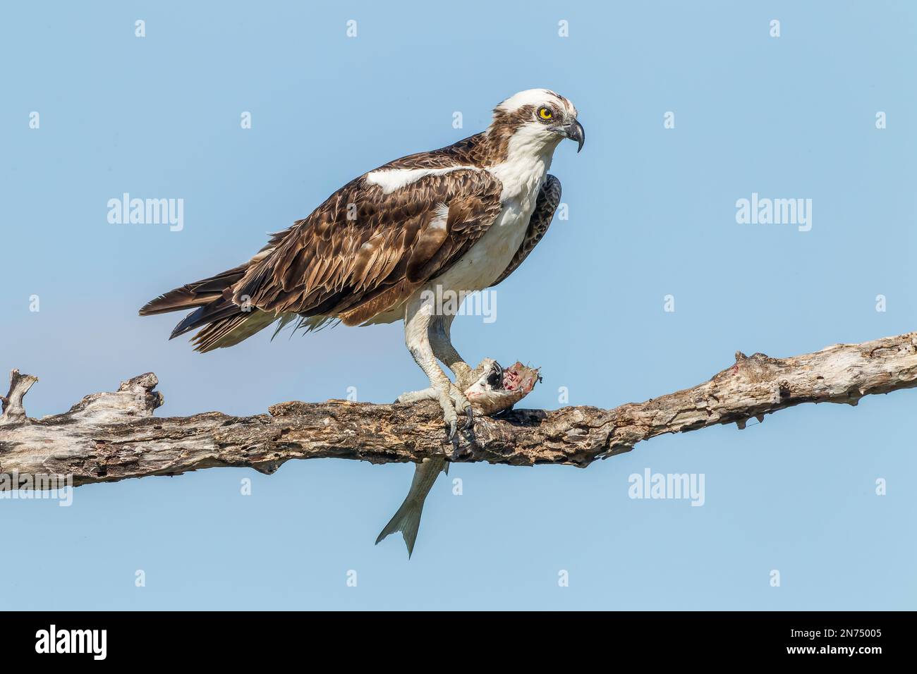 western osprey, Pandion haliaetus, American subspecies, single adult ...