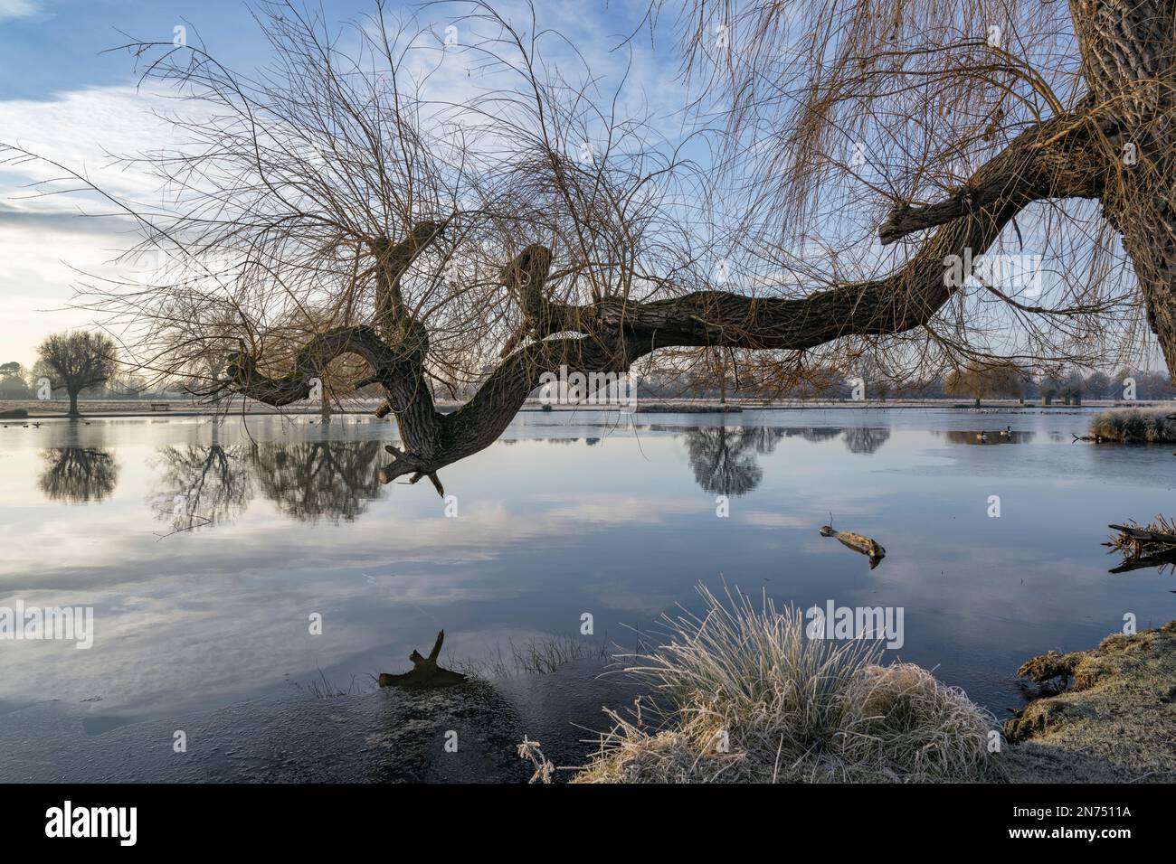 Old Weeping Willow tree branch reaching out over pond on a colf frosty ...