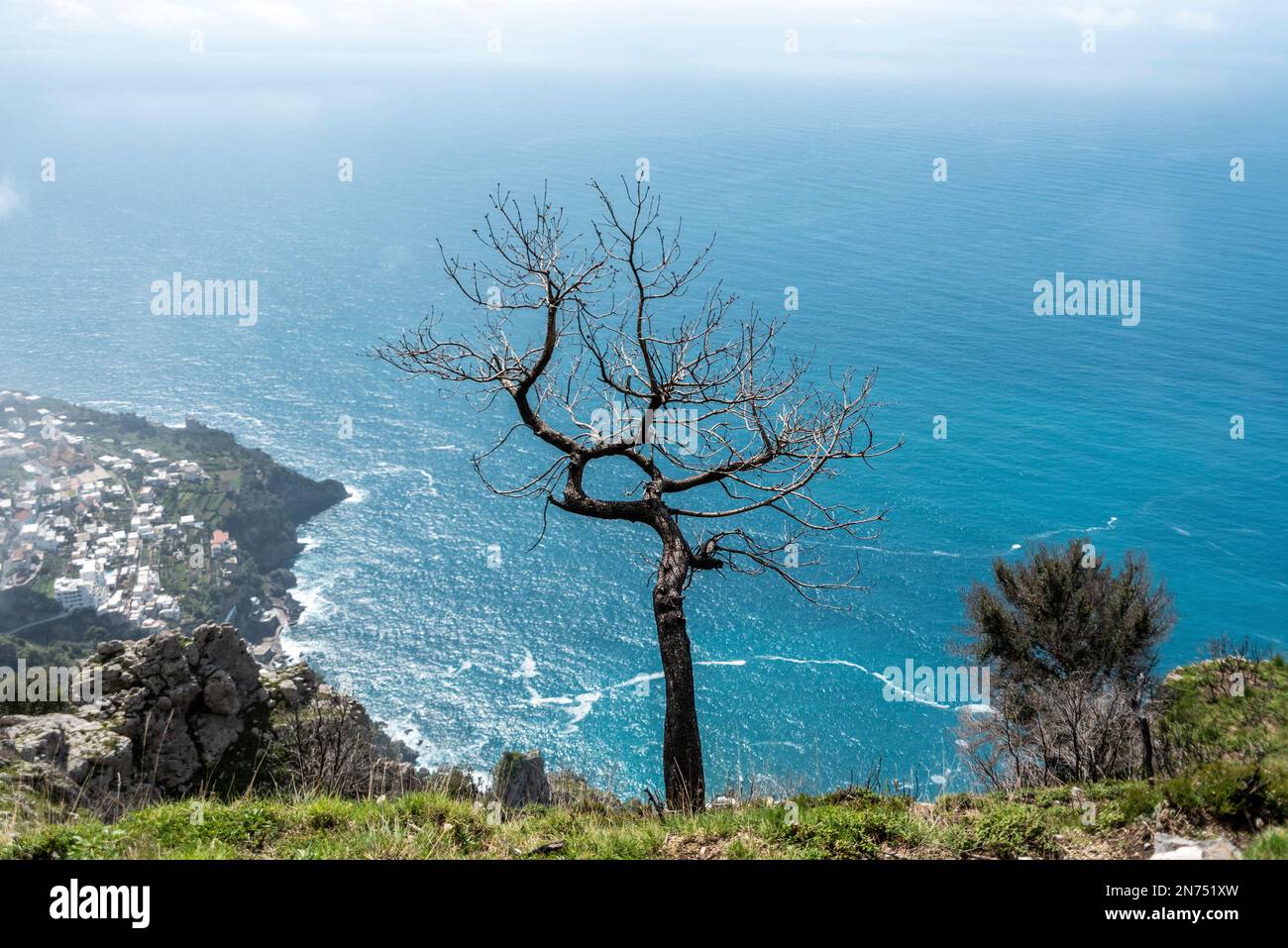 A dead tree at the cliff of the Amalfi coast in Southern Italy Stock ...