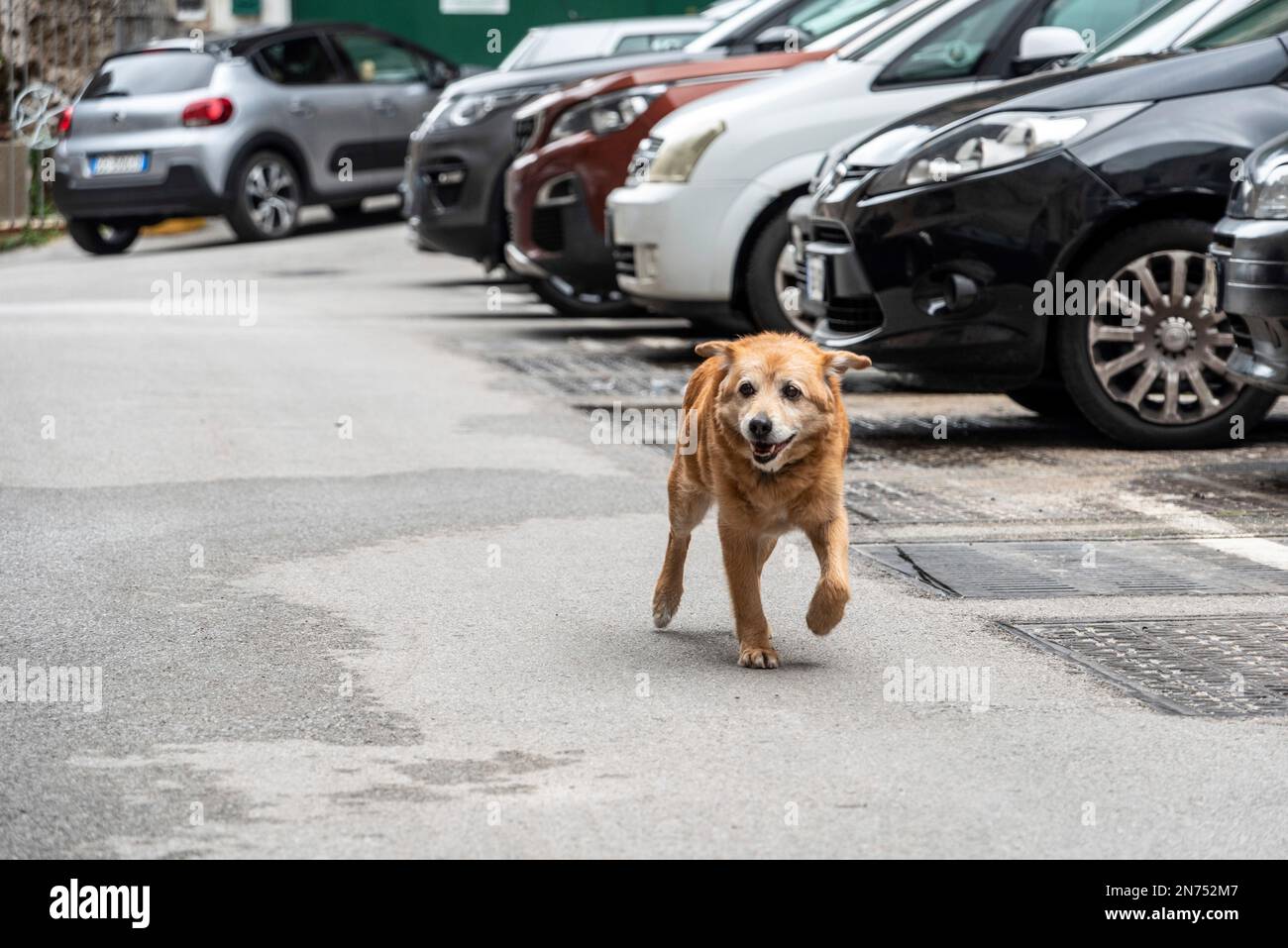 A stray dog with a very friendly face walking down the streets of ...