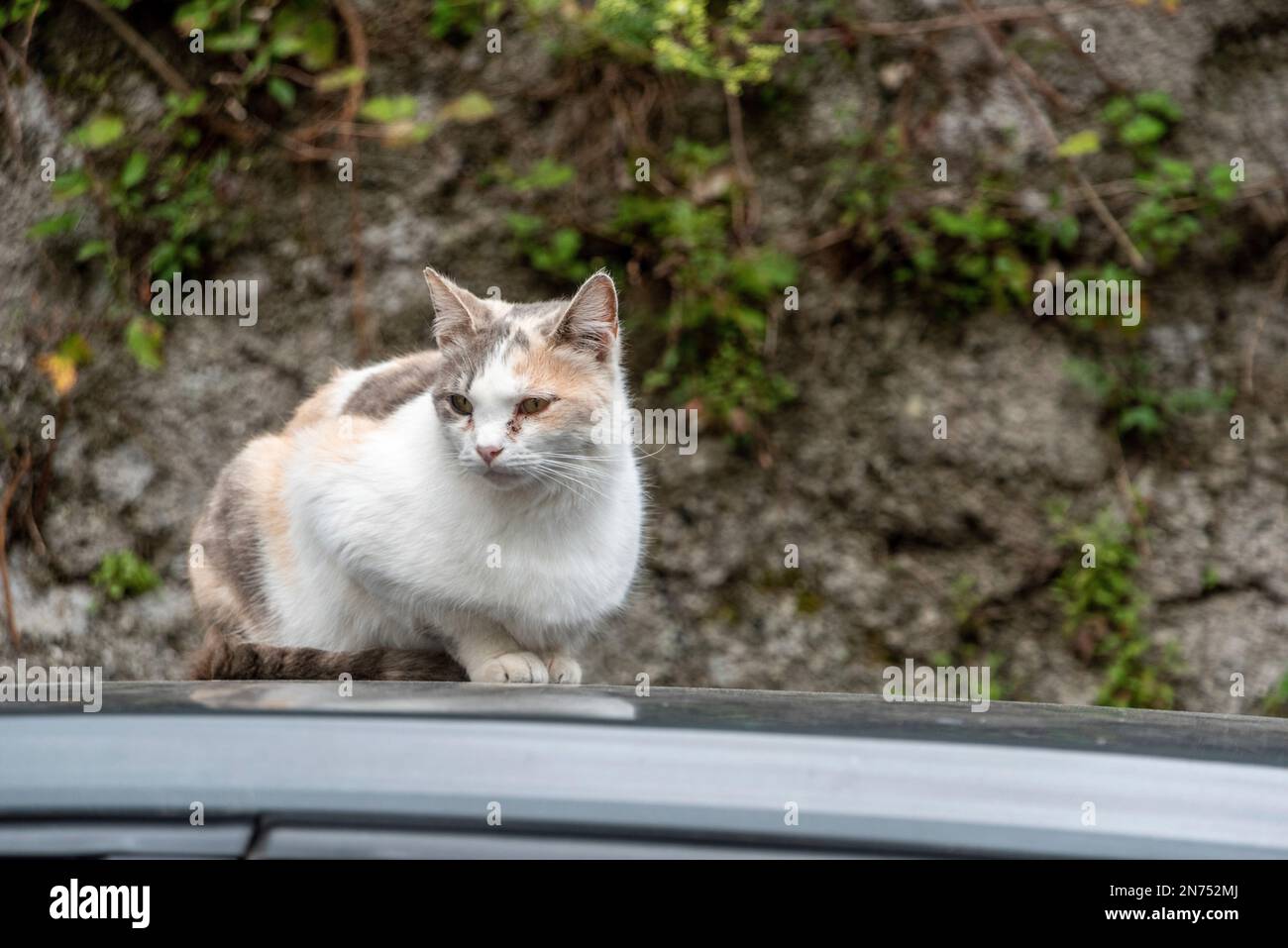 A cat in the town of Amalfi, Southern Italy Stock Photo - Alamy