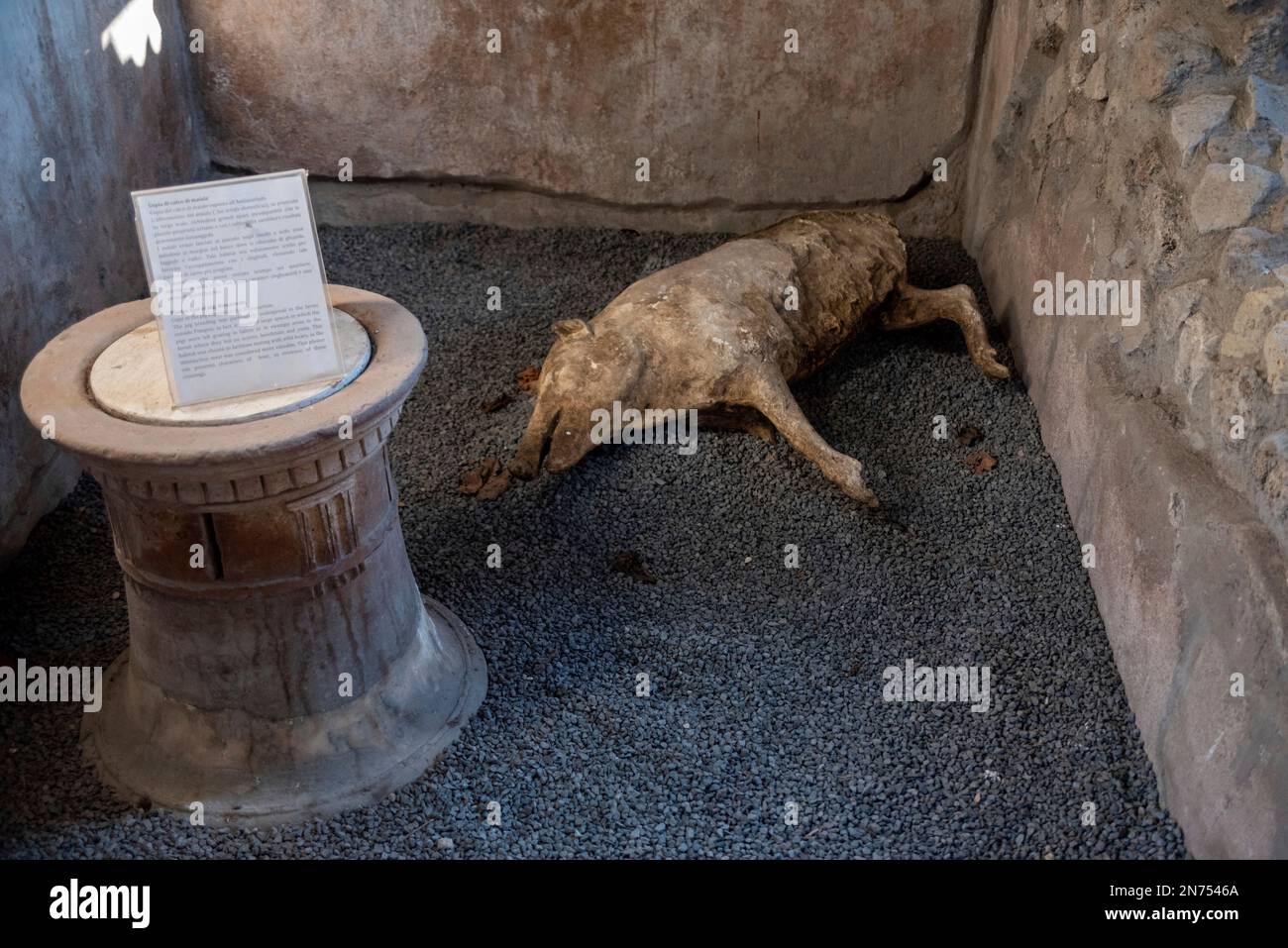 Boscoreale, Italy, A petrified pig in the ancient Roman farmhouse and ...