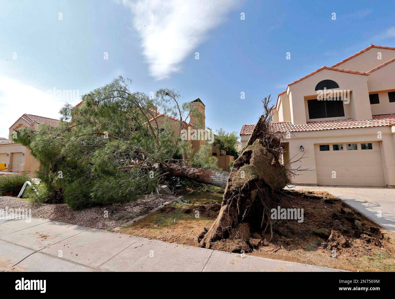 An uprooted tree is shown Tuesday, July 16, 2013 in the Ahwatukee ...