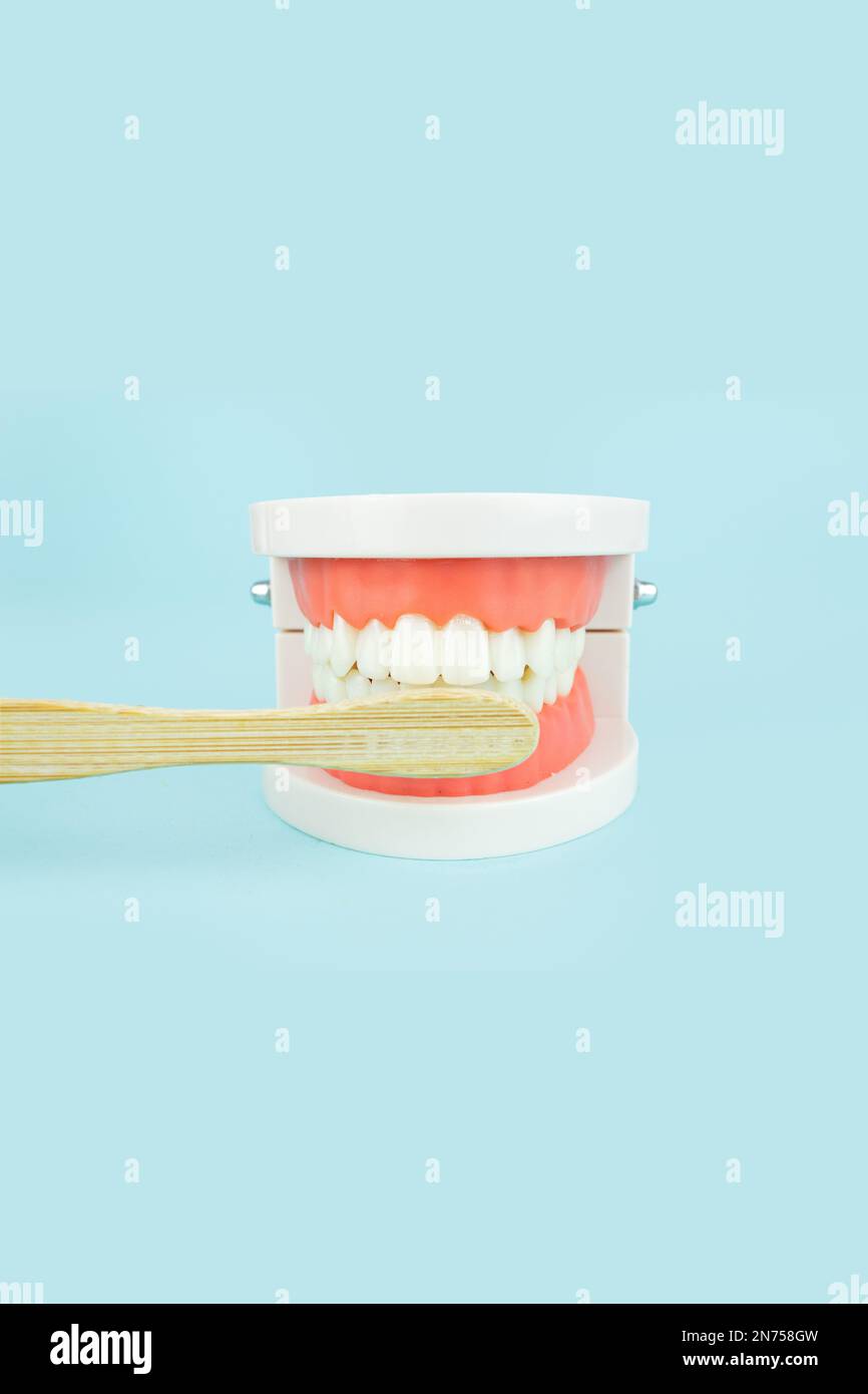 Model of human teeth and wooden toothbrush, Full Denture, Dental plate ...