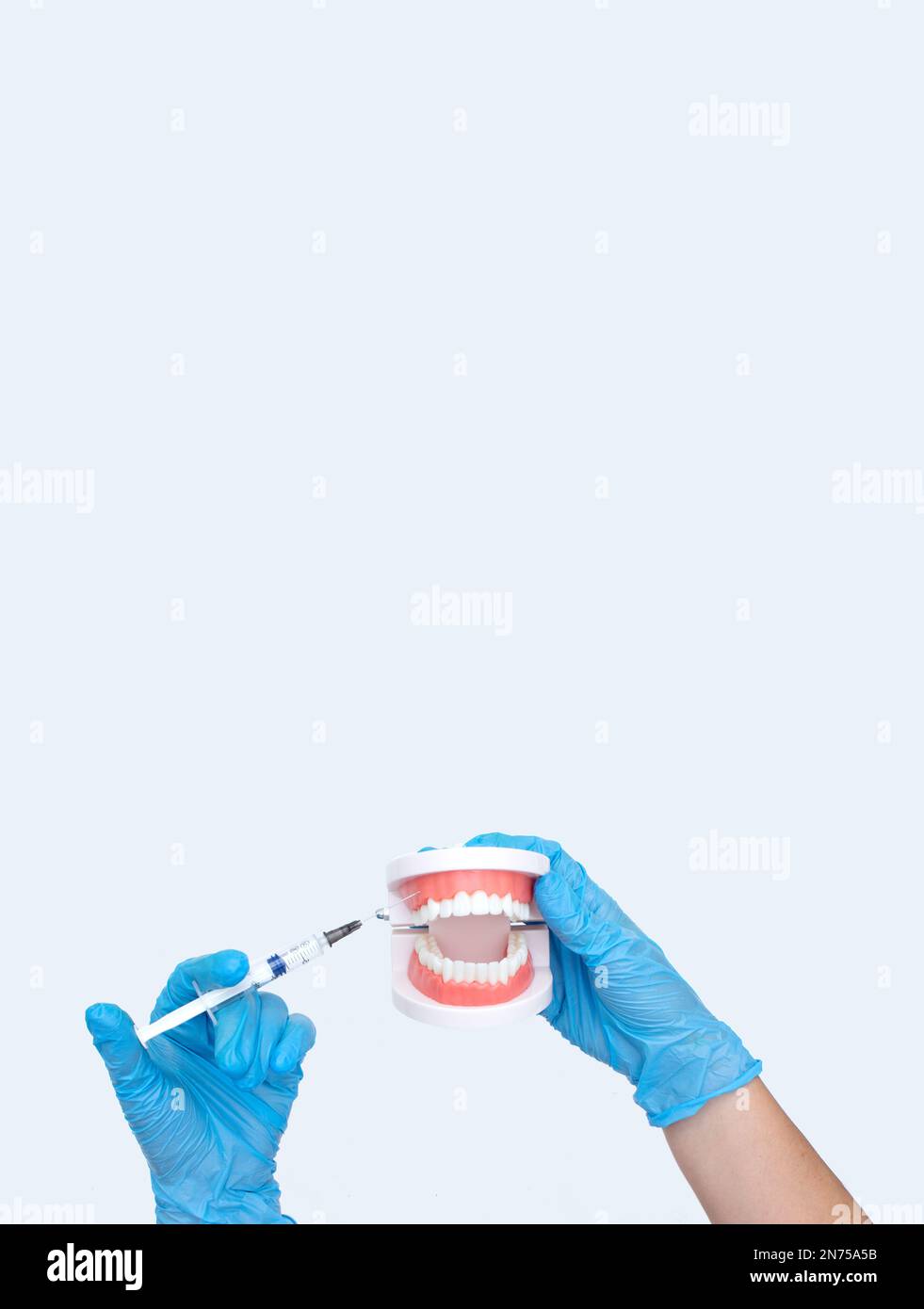Doctor hands holding big Dental Teeth Model dentures and medical ...