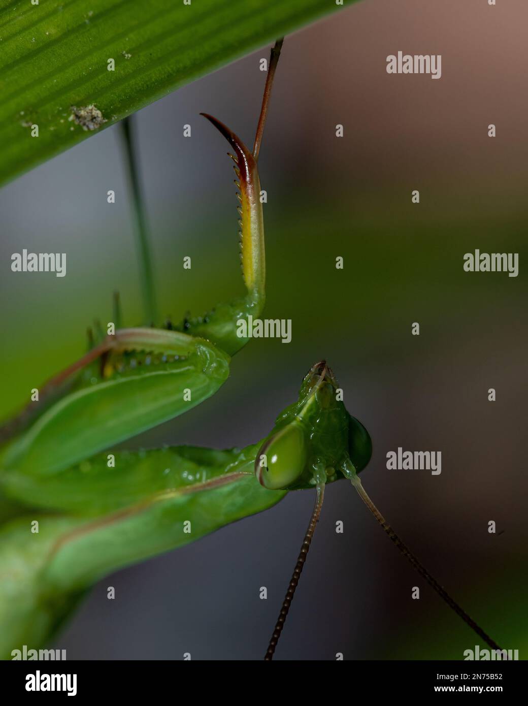 A macro vertical shot of green Praying Mantis on grass against blur ...