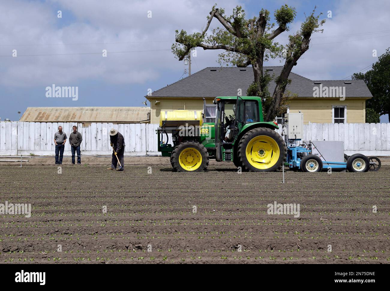In this May 23, 2013, photo, the lettuce bot is dragged by a tractor ...