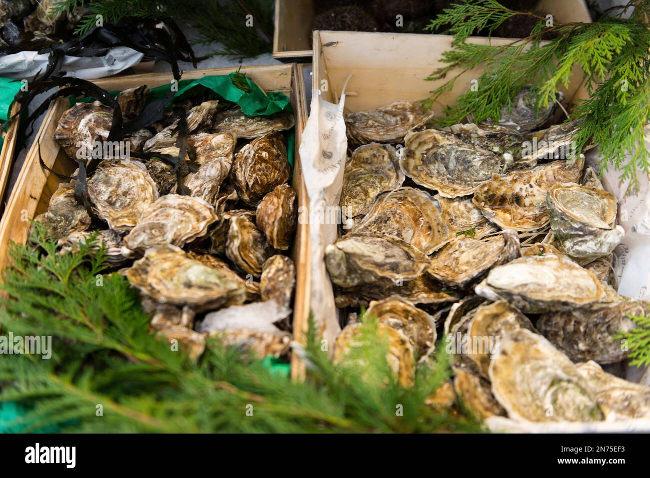 Fresh fish seafood crustaceans hi-res stock photography and images - Alamy