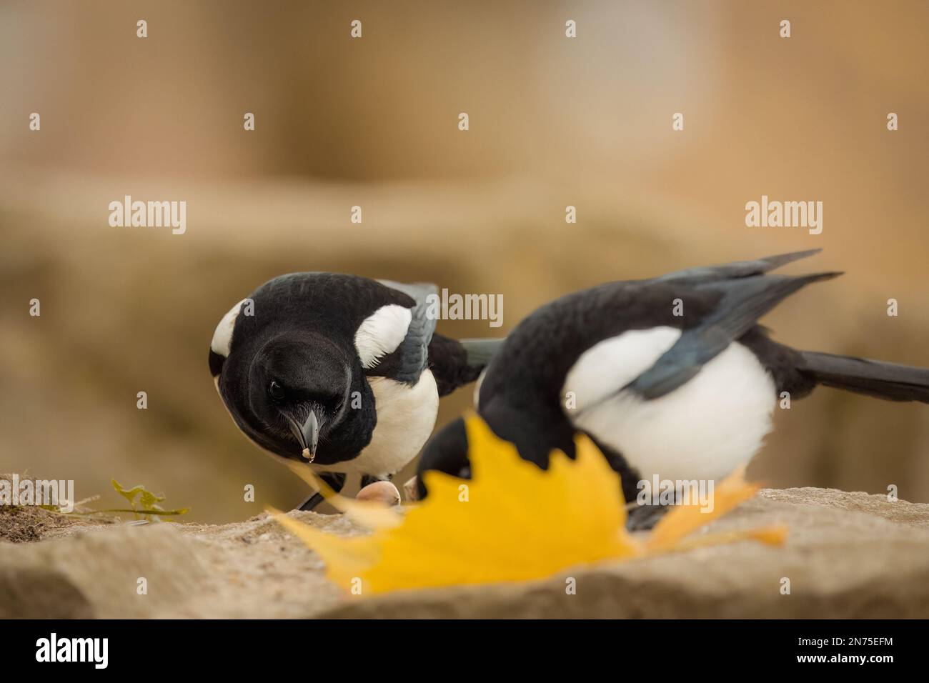 Magpies head hi-res stock photography and images - Alamy
