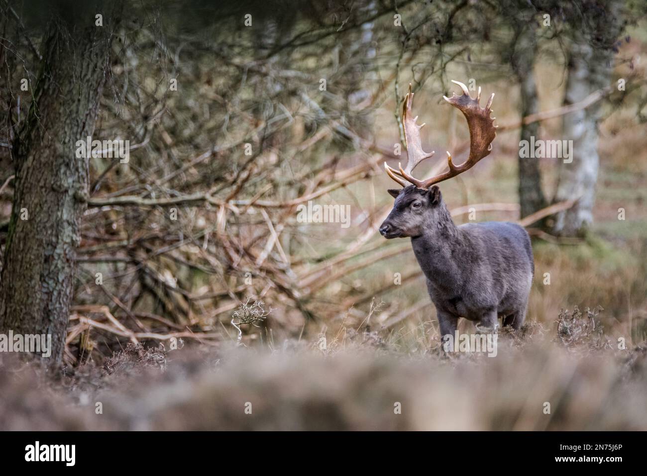 A fallow buck stands proud in his domain Stock Photo - Alamy