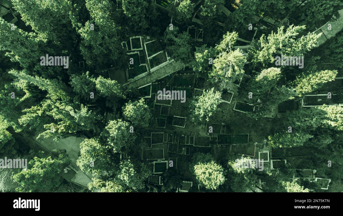 aerial view of forest. Memorial forest with long trees. Sultan baba ...