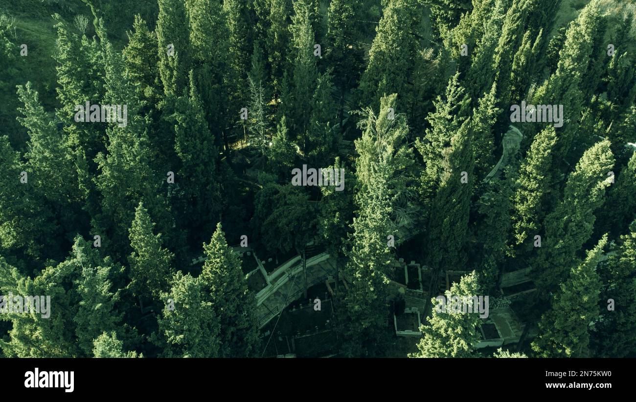 aerial view of forest. Memorial forest with long trees. Sultan baba ...