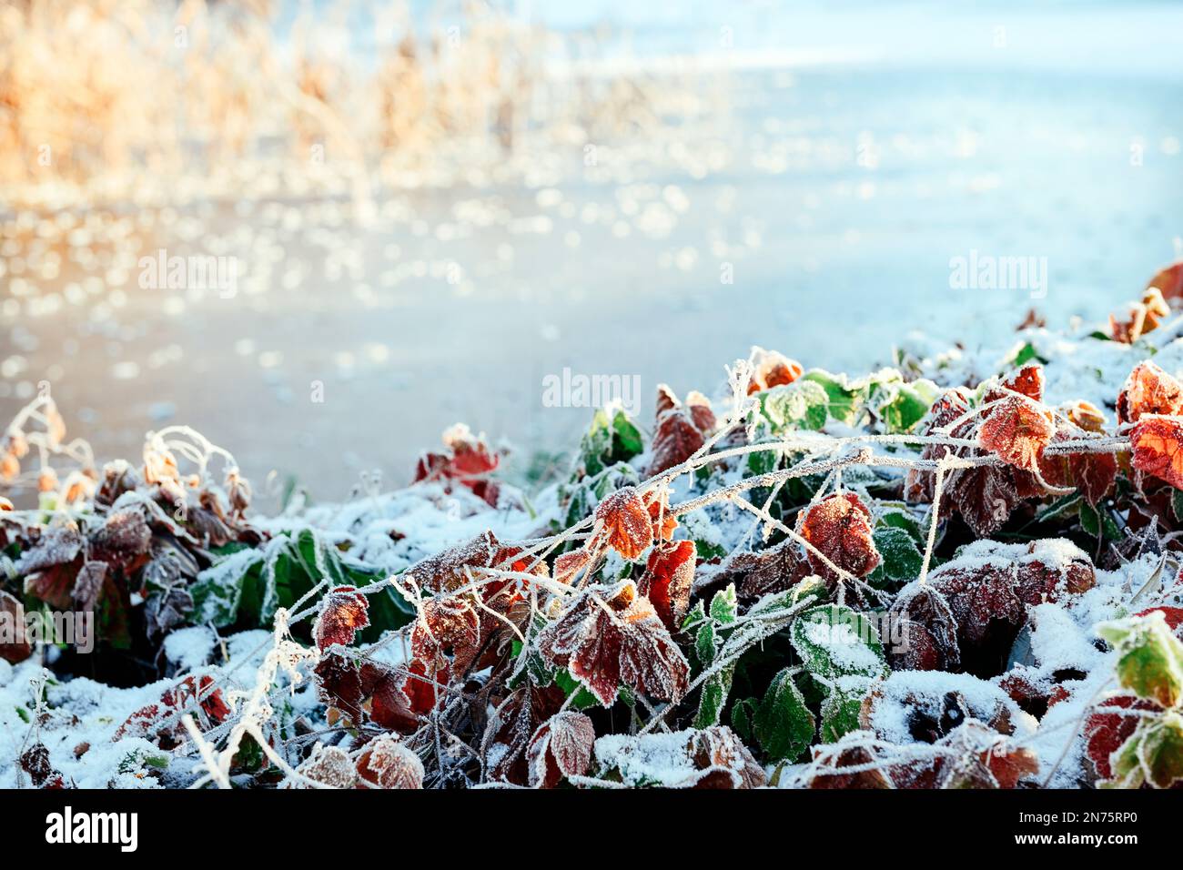 Red and green leaves with frost edge on the edge of a lake in winter ...