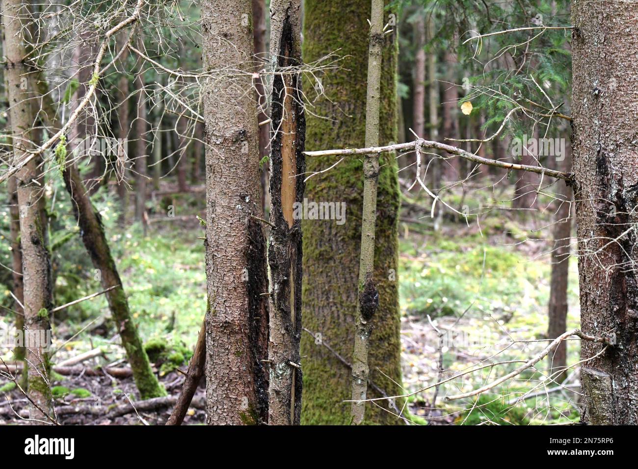 Peeling damage to tree trunk Stock Photo - Alamy