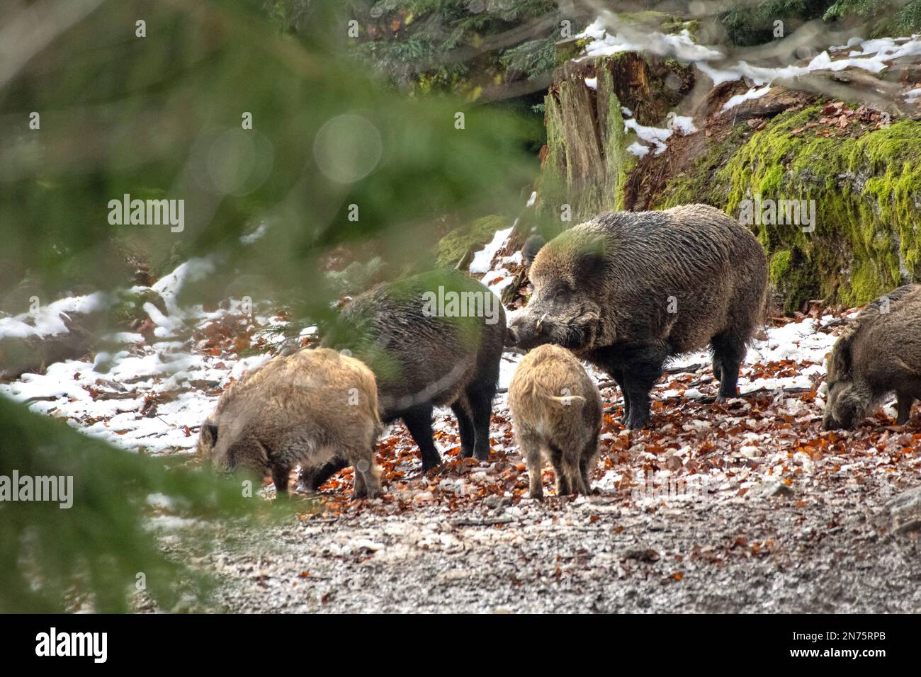 Wild boars in beech forest, mating season Stock Photo - Alamy