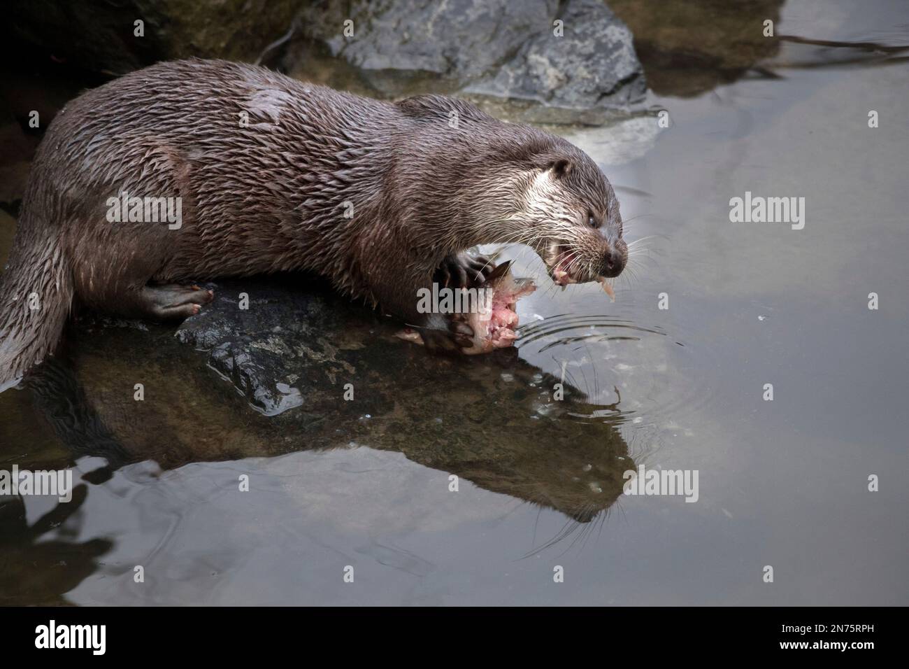 Otter with prey hi-res stock photography and images - Alamy