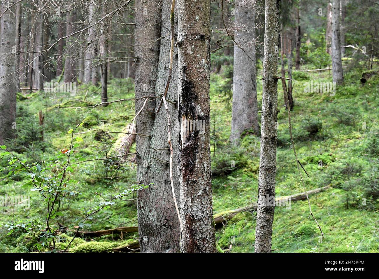 Peeling damage to tree trunk Stock Photo - Alamy