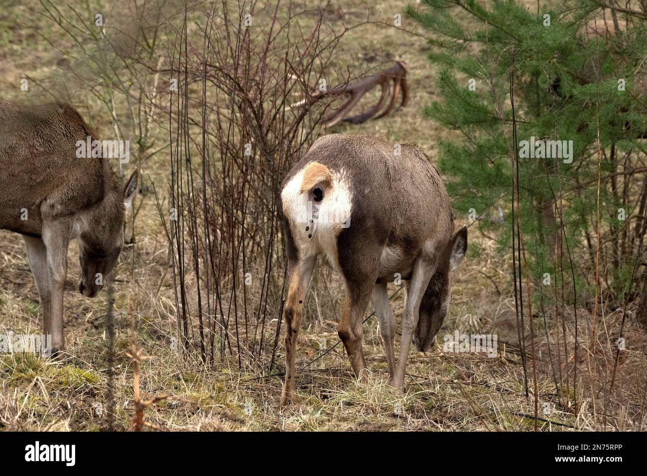 Deer in spring hi-res stock photography and images - Alamy
