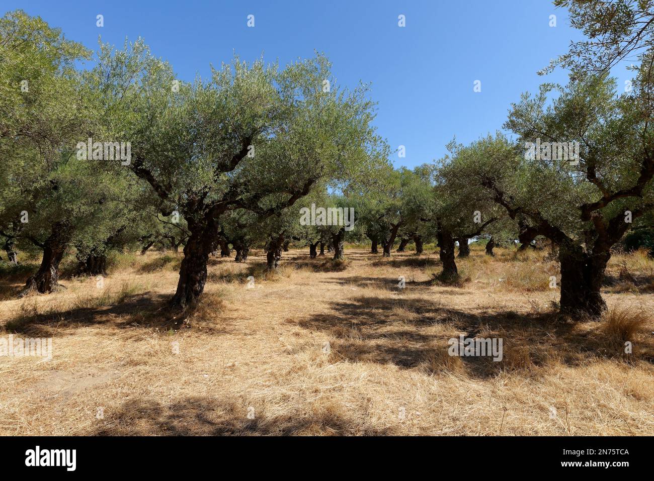 Old olive trees hi-res stock photography and images - Alamy