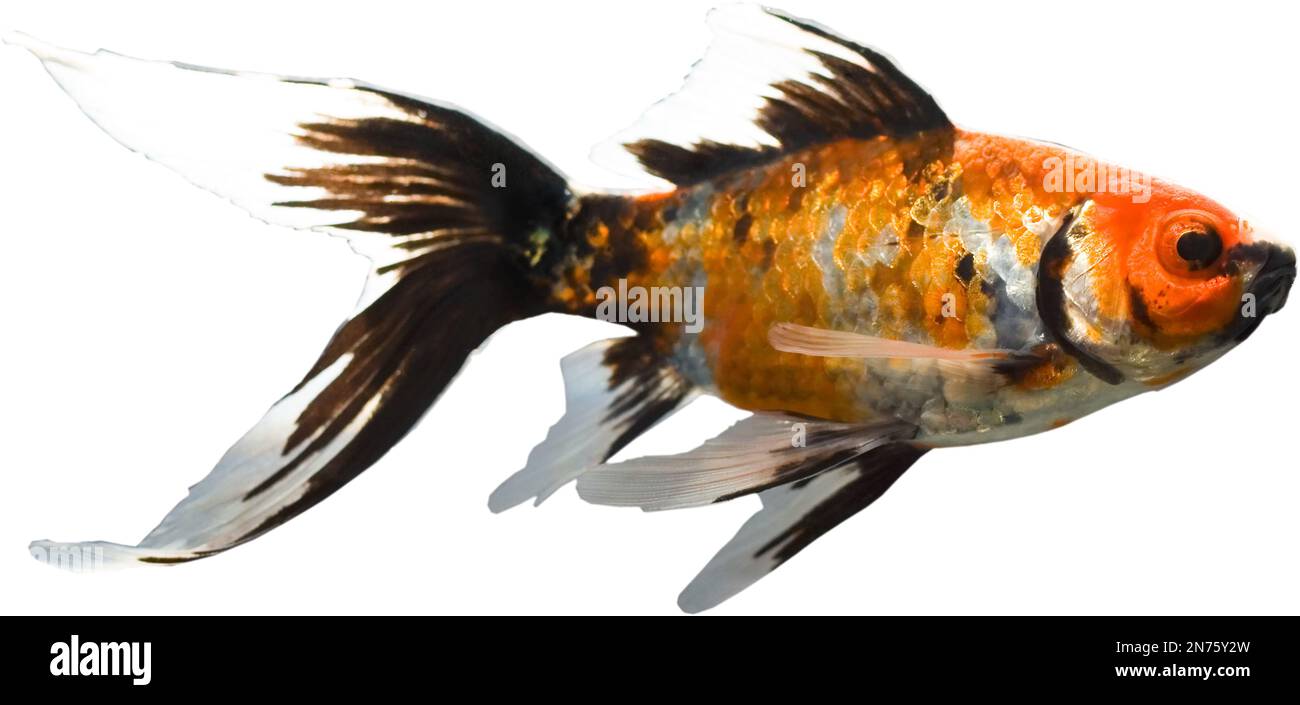 Brightly colored pet fish swimming on a white background Stock Photo ...