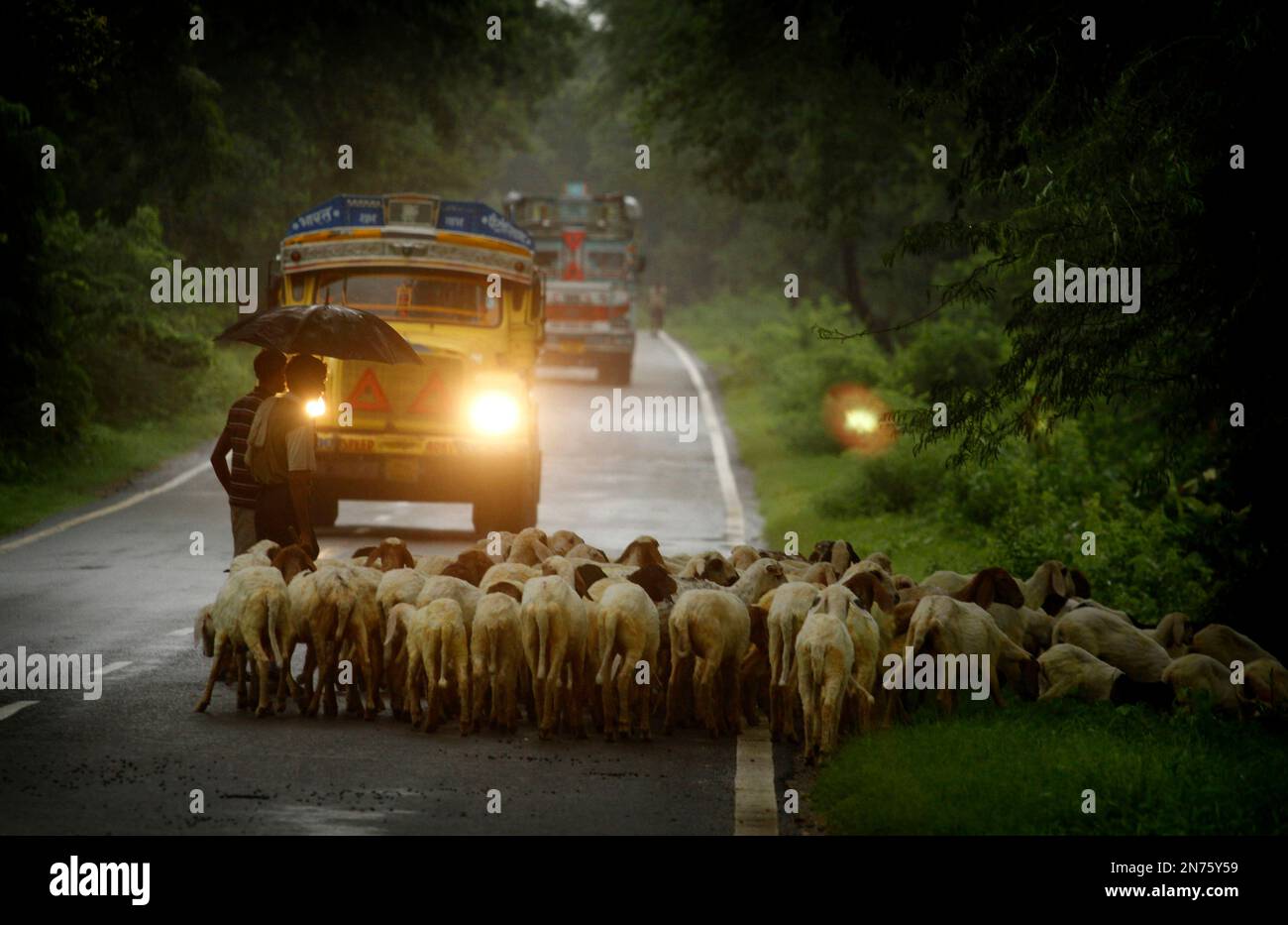 In this Wednesday, July 10, 2013 photograph, a shepherd flocks his ...