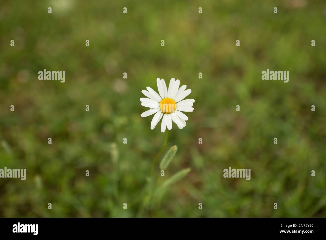Photo of a single isolated chamomile Stock Photo - Alamy
